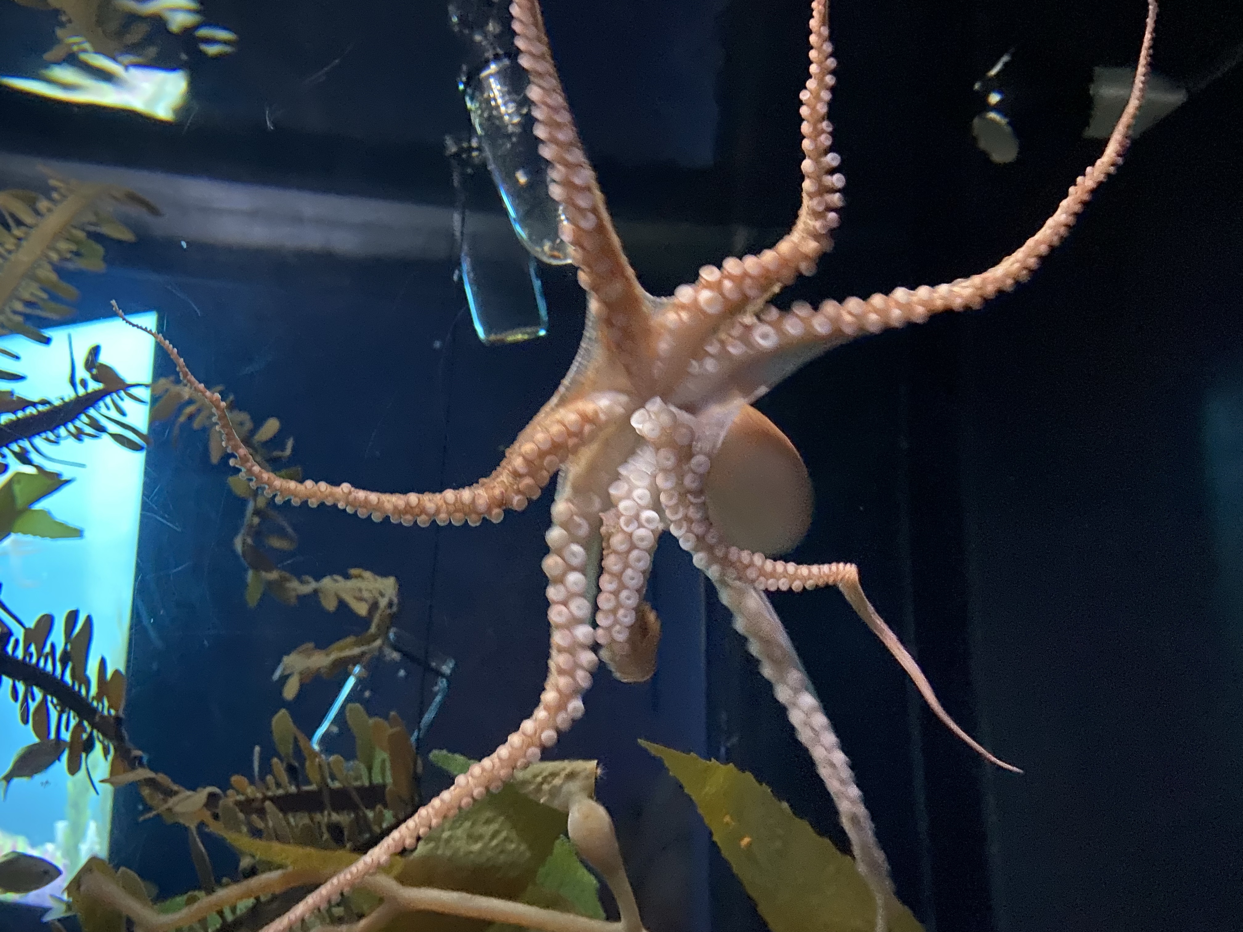 Incredible Octopus Intelligence: Why We Should Respect and Protect ...